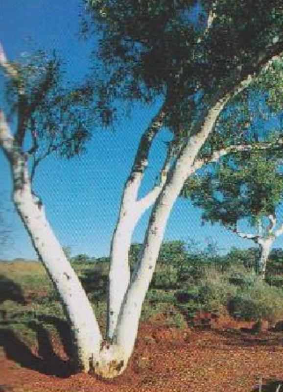 Australian Native Nursery