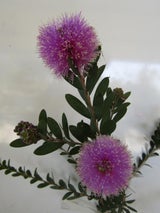 Australian Native Nursery