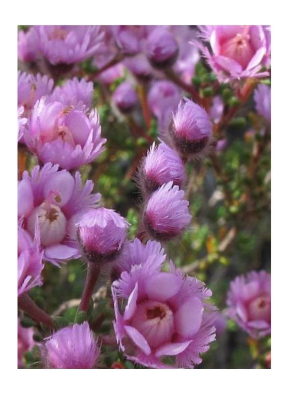 Verticordia plumosa var ananeotes (Tufted plumed Featherflower ...