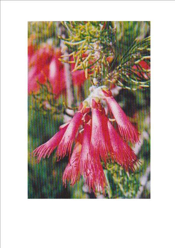 Calothamnus sanguineus (Blood-red Net-bush) | Australian Native Nursery