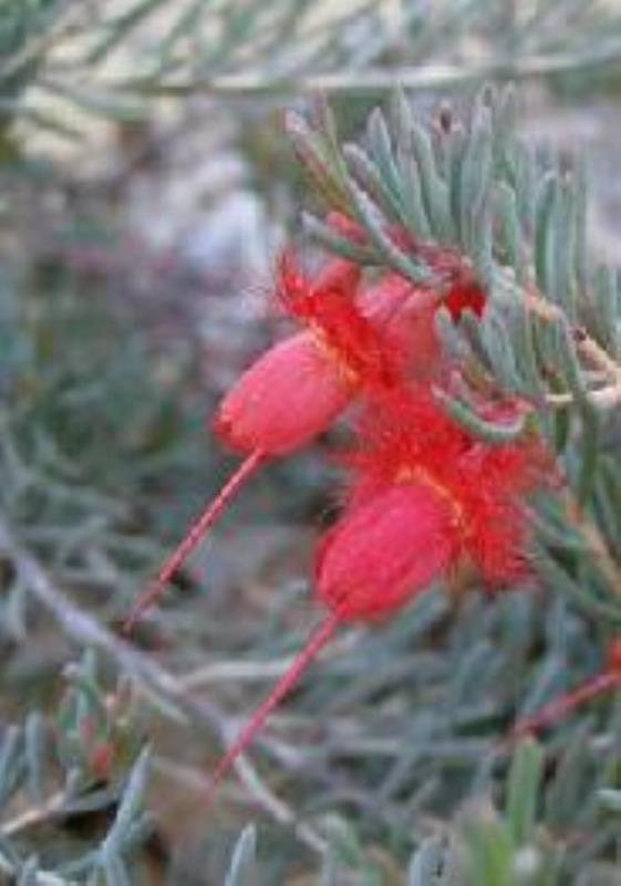 Verticordia mitchelliana (Rapier Feather Flower) | Australian Native ...