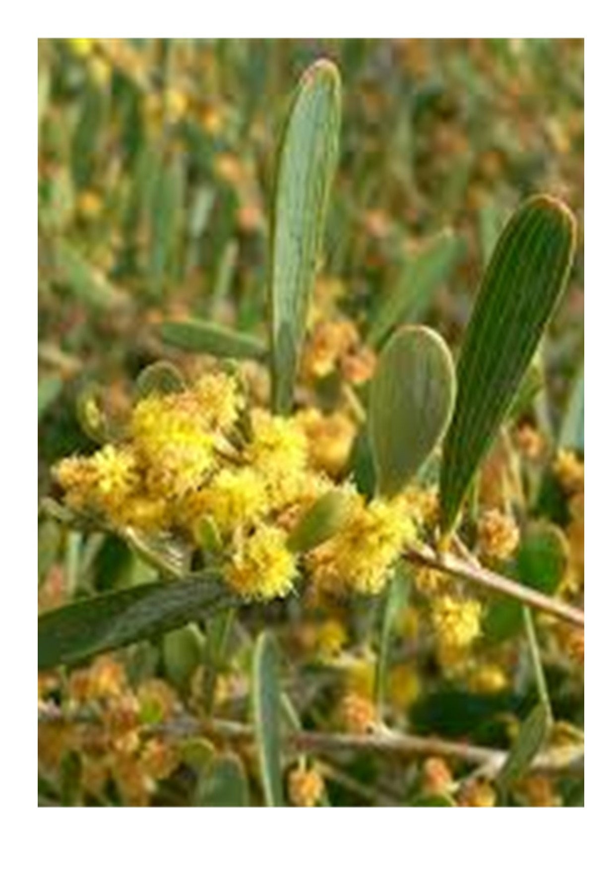 Acacia redolens low form SST (Vanilla wattle) | Australian Native Nursery