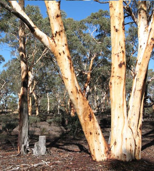 Eucalyptus wandoo (Wandoo) | Australian Native Nursery