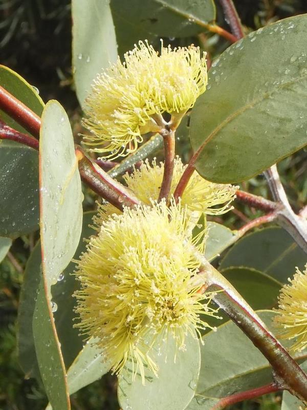 Eucalyptus woodwardii (Lemon-flowered Gum) | Australian Native Nursery