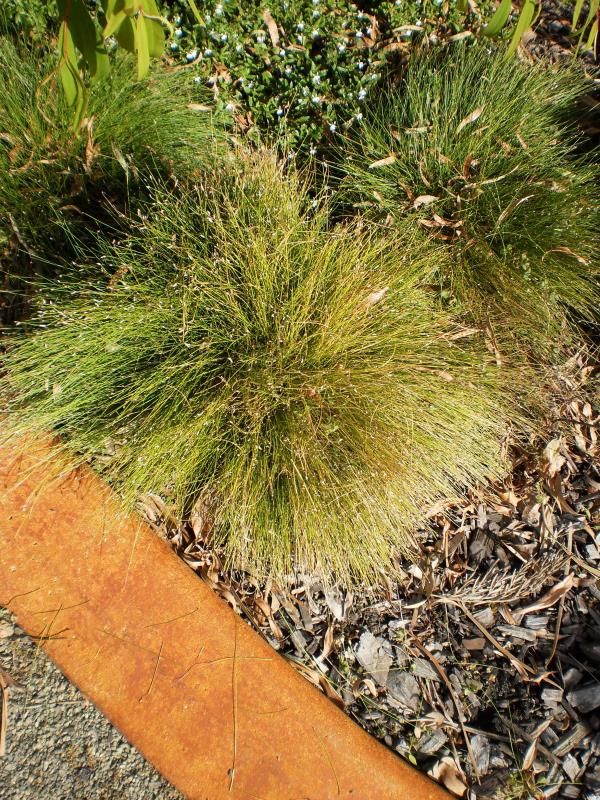 Isolepis cernua (Nodding Club Rush) | Australian Native Nursery