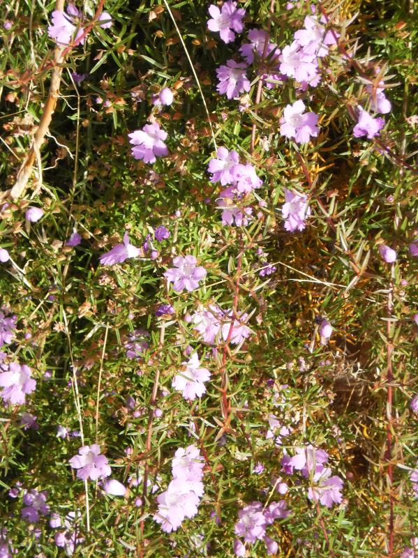 Hemiandra pungens Purplish leaves (Snake Bush) | Australian Native Nursery