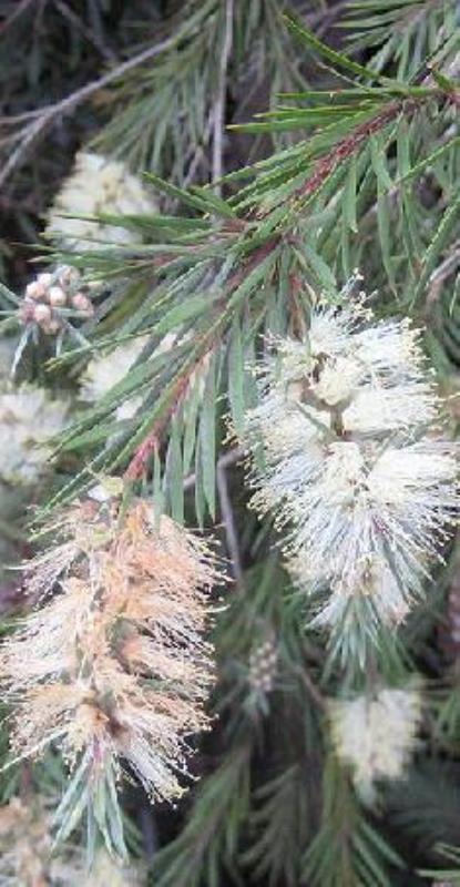 Callistemon salignus (White Weeping Bottlebrush) | Australian Native ...