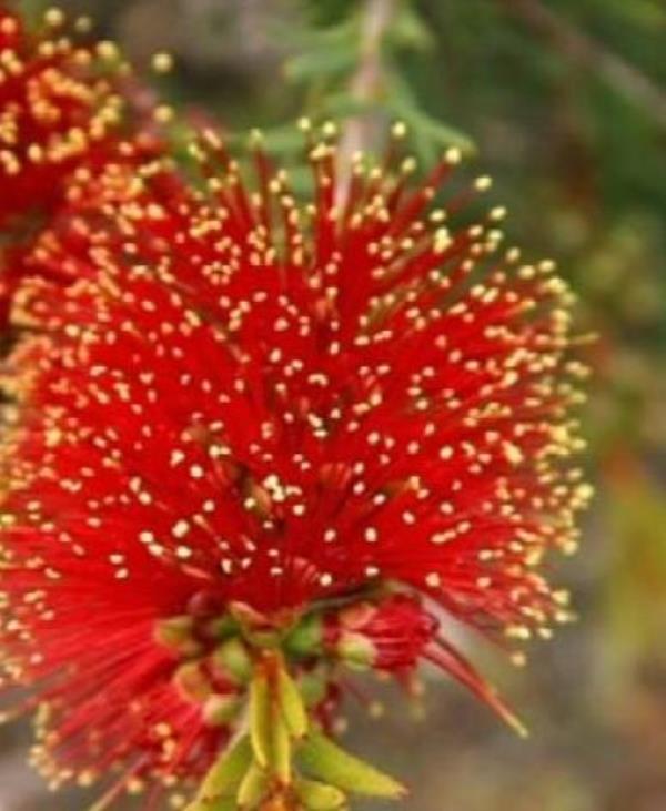 Callistemon pearsonii (Rocky Rambler) | Australian Native Nursery