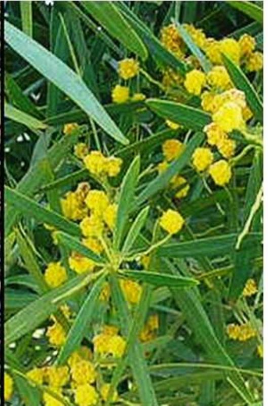 Acacia xanthina (White-Stemmed Acacia) | Australian Native Nursery
