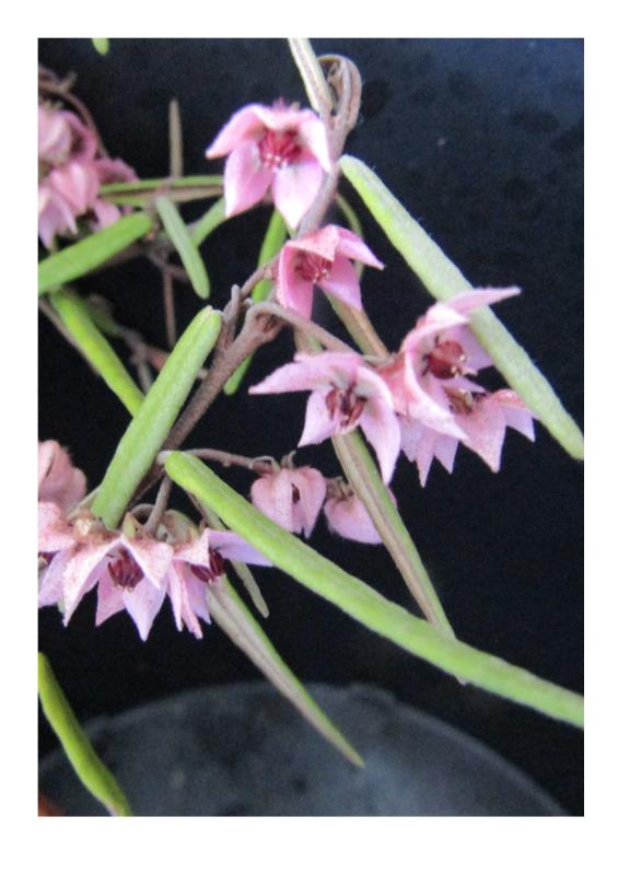 Lasiopetalum behrii (Pink Velvet Bush) | Australian Native Nursery