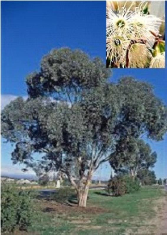 Australian Native Nursery
