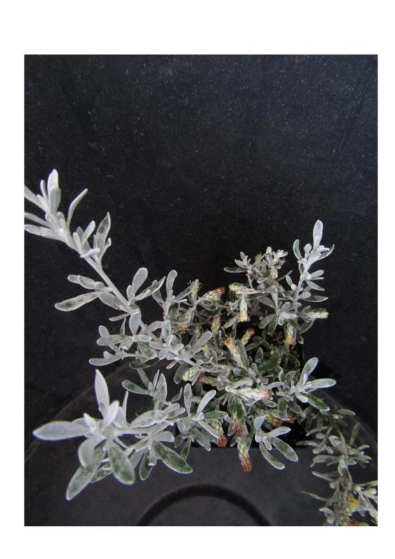 Olearia axillaris Dwarf Dense Form. (Coast Daisy Bush) | Australian ...