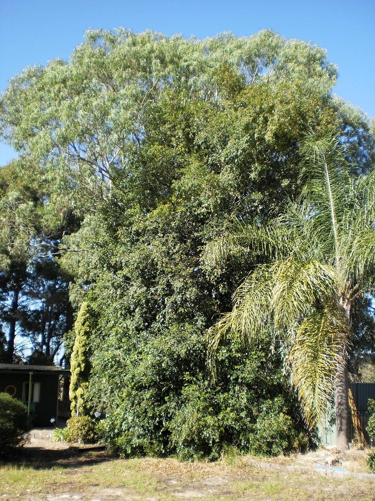 Syzygium smithii (Lilly Pilly) | Australian Native Nursery