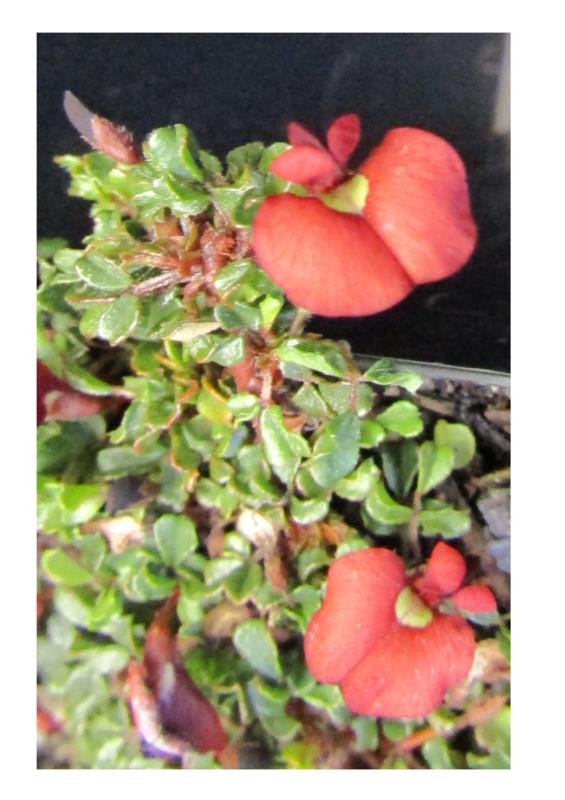 Kennedia microphylla | Australian Native Nursery