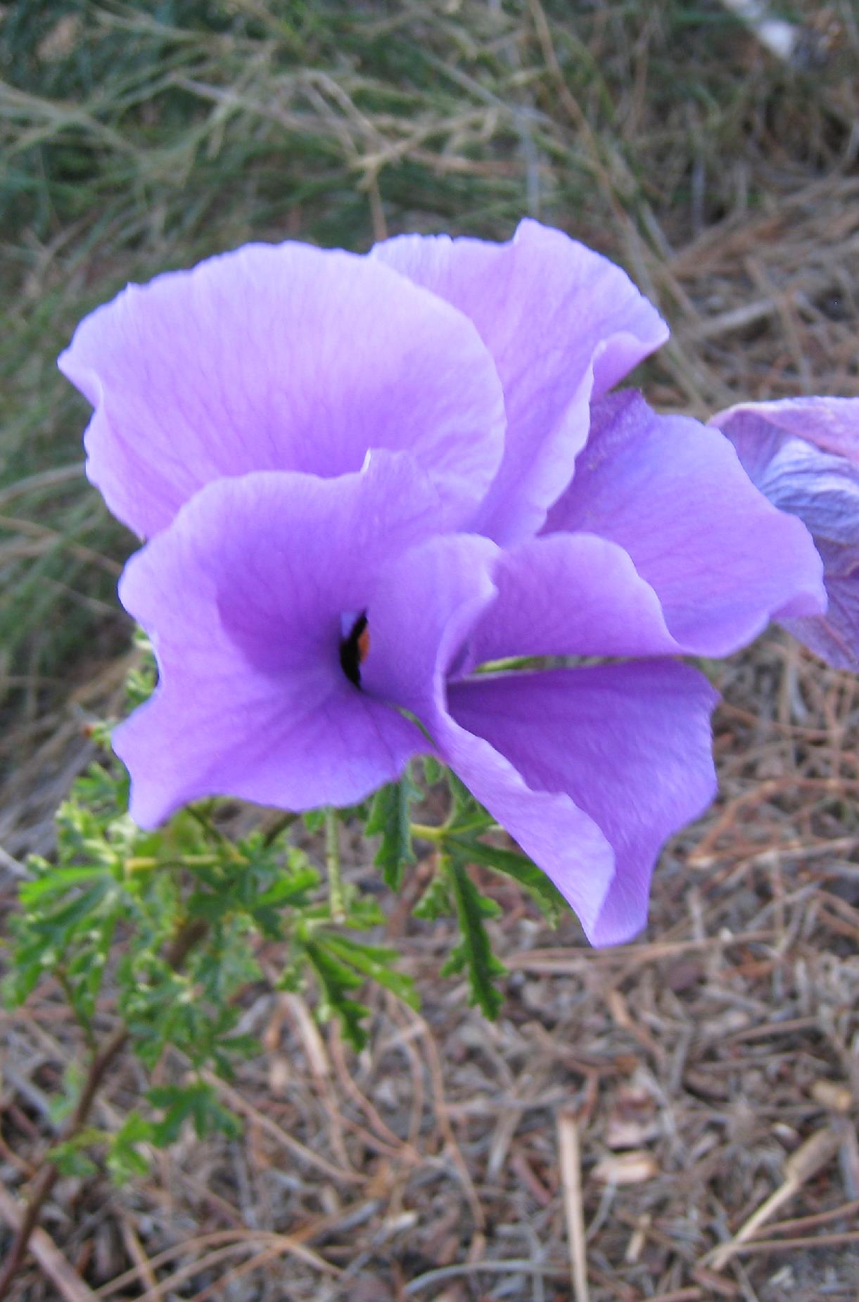 Alyogyne huegelii (Native Hibiscus, Lilac Hibiscus) | Australian Native ...
