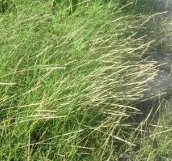 Sporobolus virginicus (Marine Couch Grass) | Australian Native Nursery