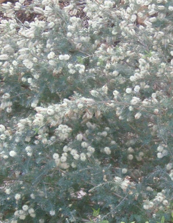 Australian Native Nursery