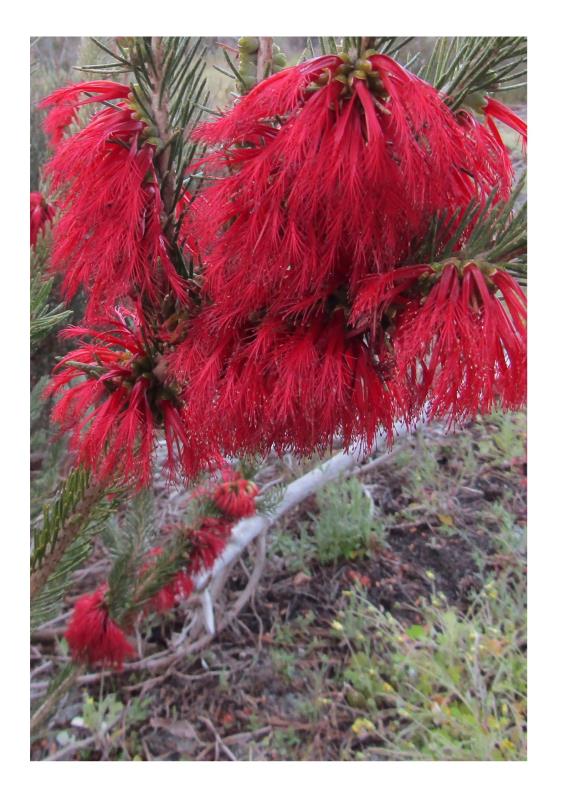 Calothamnus | Australian Native Nursery