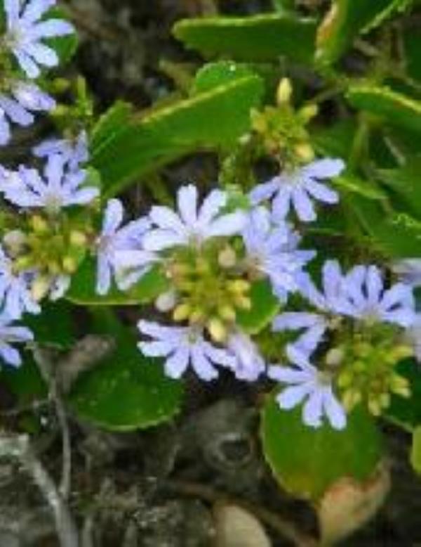 Scaevola | Australian Native Nursery