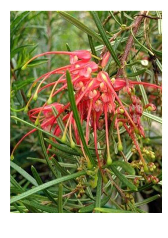 Grevillea | Australian Native Nursery