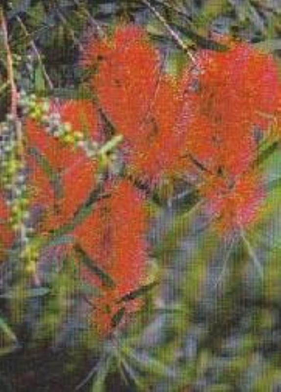 Australian Native Nursery