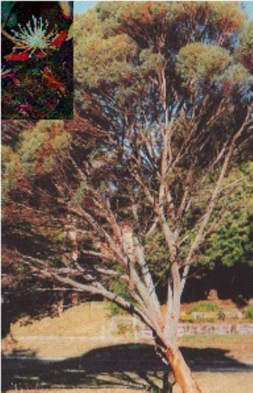 Eucalyptus spathulata (Swamp Mallet) | Australian Native Nursery