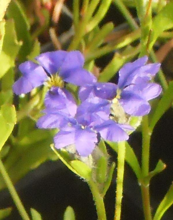 Australian Native Nursery