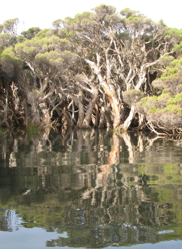 Australian Native Nursery
