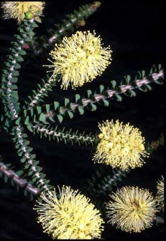Australian Native Nursery