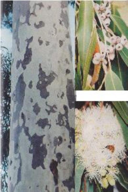 Corymbia maculata (Spotted gum) | Australian Native Nursery