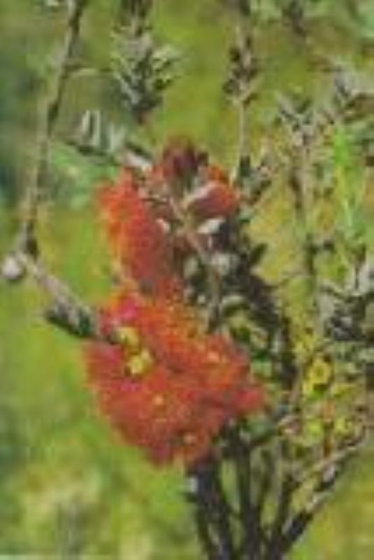 Australian Native Nursery