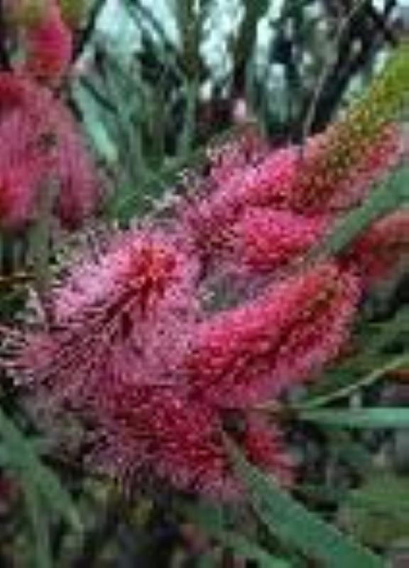 Hakea francisiana Grass-leaved Hakea (Pink Pokers) | Australian Native ...