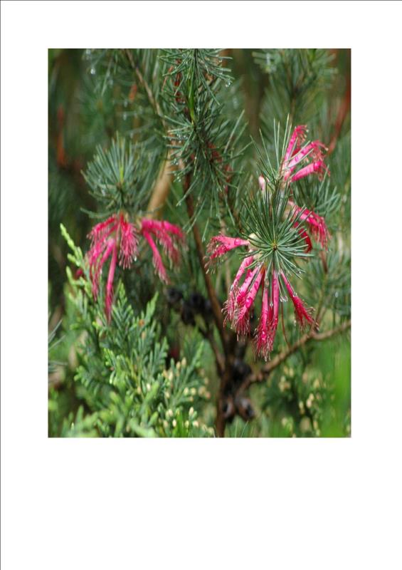Australian Native Nursery