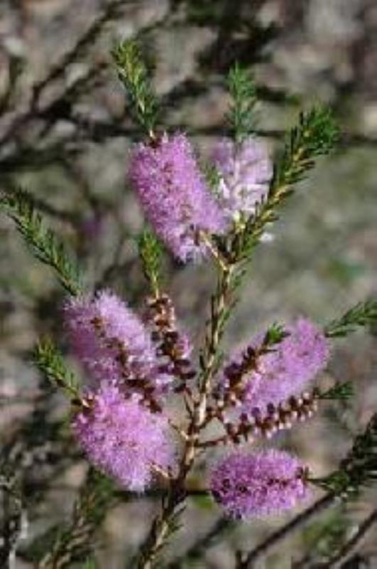 Australian Native Nursery