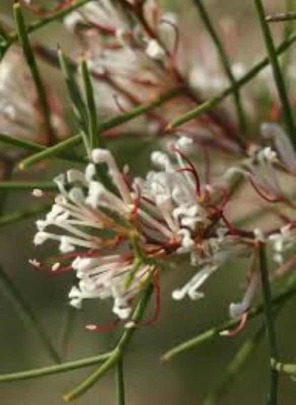 Hakea erinacea (Hedgehog Hakea) | Australian Native Nursery