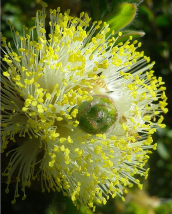 Australian Native Nursery