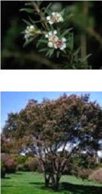 Taxandria linearifolia (Agonis linearifolia) (Swamp peppermint ...