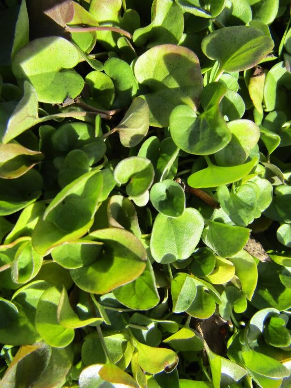 Dichondra repens (Kidney-weed, Kidney-grass) | Australian Native Nursery