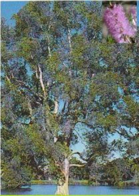 Australian Native Nursery