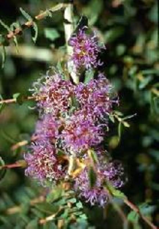 Australian Native Nursery