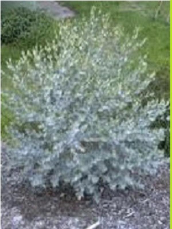 Eucalyptus albida (White-leaved Mallee) | Australian Native Nursery