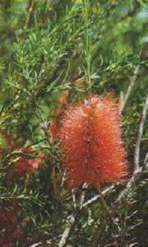 Melaleuca laterita (Robin Redbreast Bush) | Australian Native Nursery