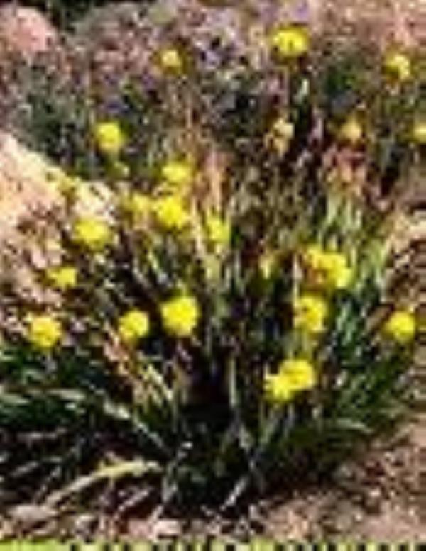 Conostylis aculeata (Prickly Conostylis) | Australian Native Nursery