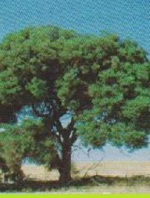 Australian Native Nursery