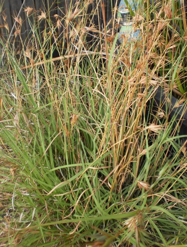 Themeda triandra (Kangaroo Grass) | Australian Native Nursery