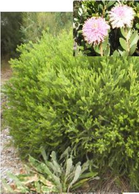 Melaleuca | Australian Native Nursery