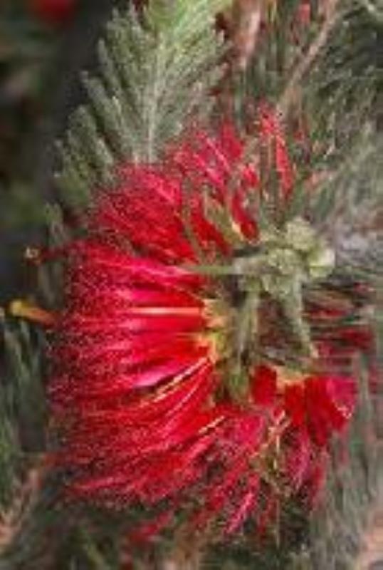 Australian Native Nursery