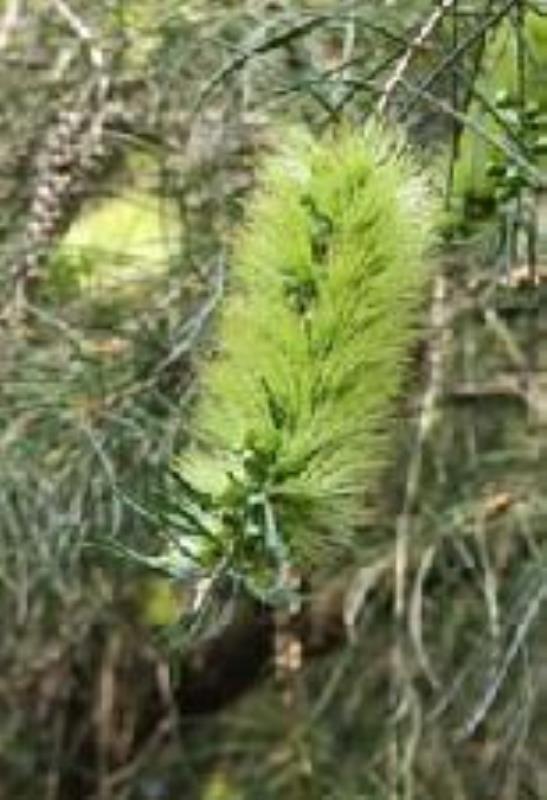 Callistemon pinifolius (Pine-leaved Bottlebrush) | Australian Native ...
