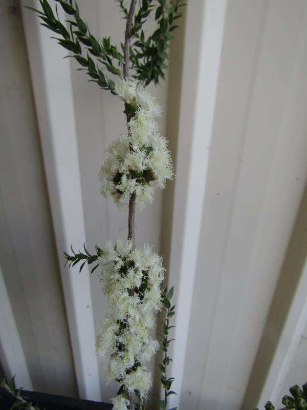 Australian Native Nursery