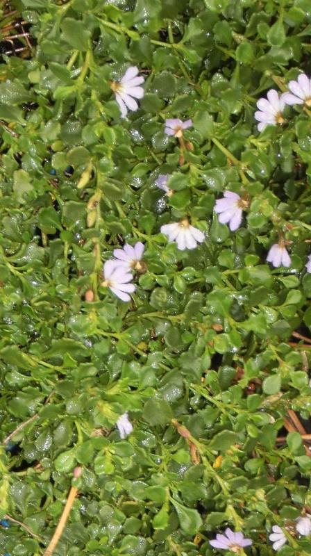 Australian Native Nursery